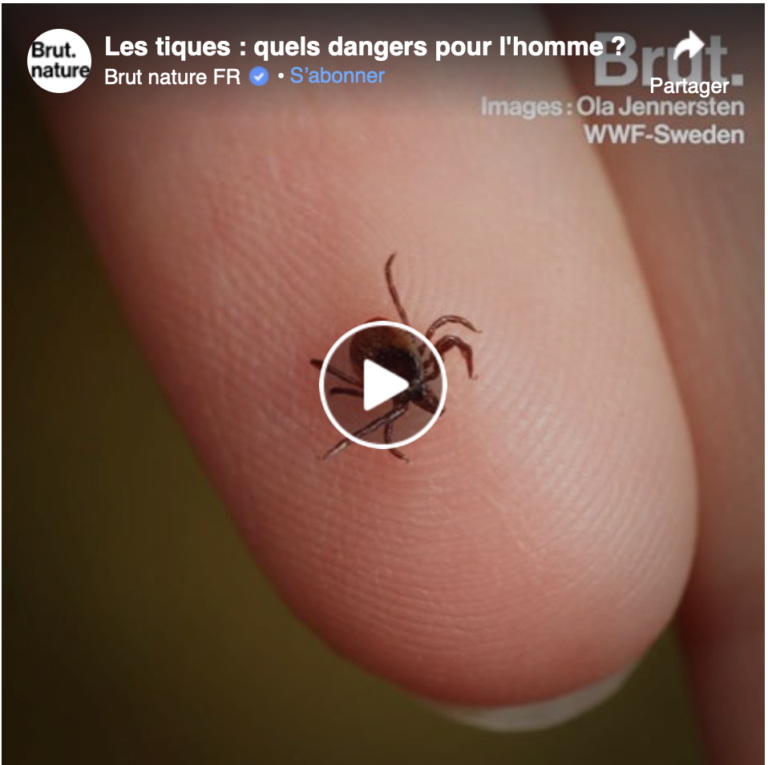 Vidéo : Les tiques, quels dangers pour l'homme ? – Brut | A vos côtés
